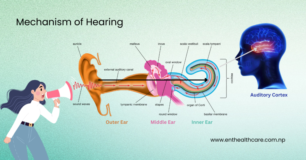 Hearing Loss - Types, Causes & Treatment options.